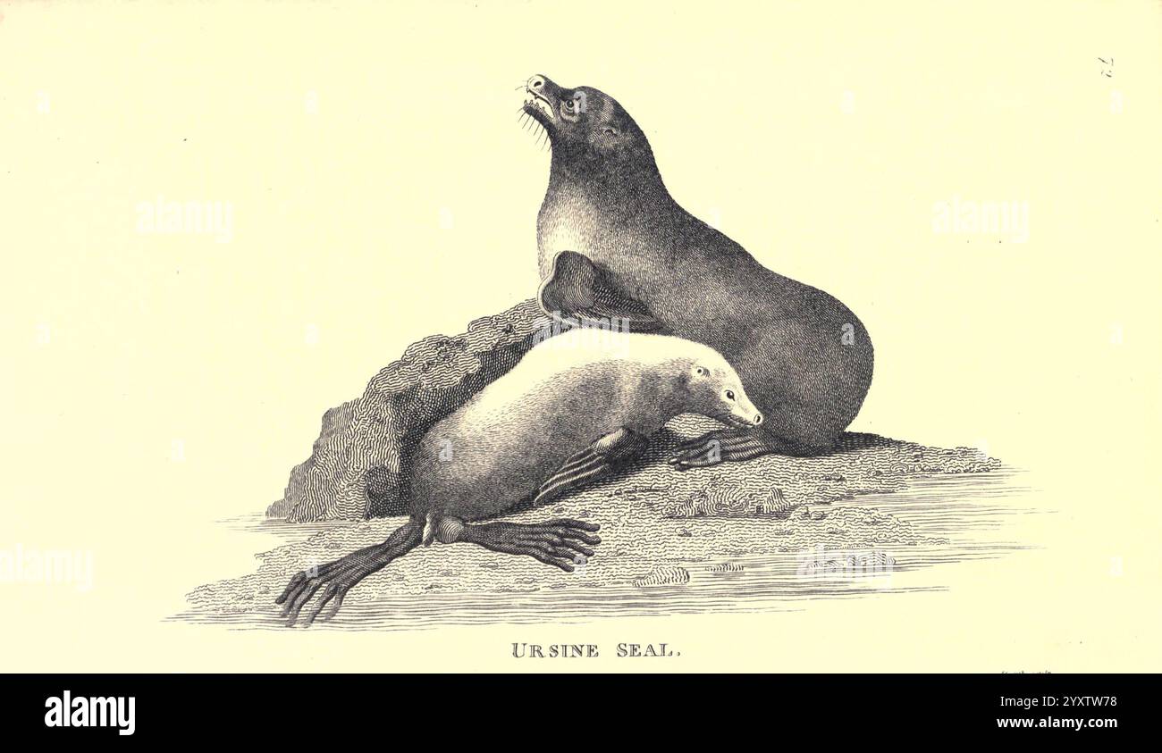 General zoology, or Systematic natural history pt. 2. London, Printed ...