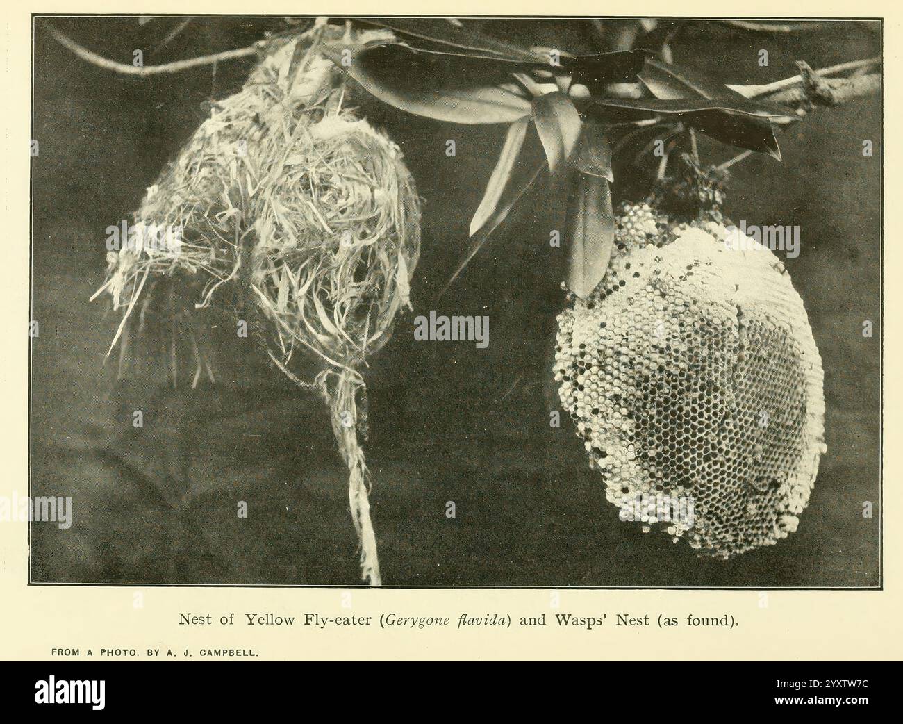 The, Emu, Melbourne, Royal, Australasian, Ornithologists, Union, 1901 ...