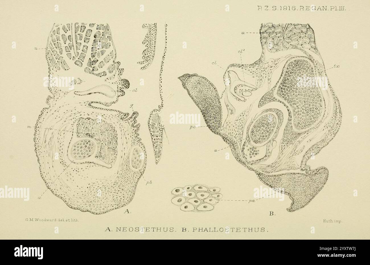 Proceedings of the Zoological Society of London, London, Academic Press,1833-1965, dierkunde ...