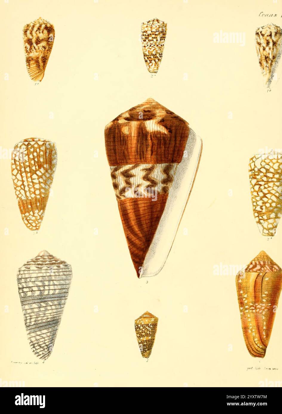 Cone shell morphology hi-res stock photography and images - Alamy