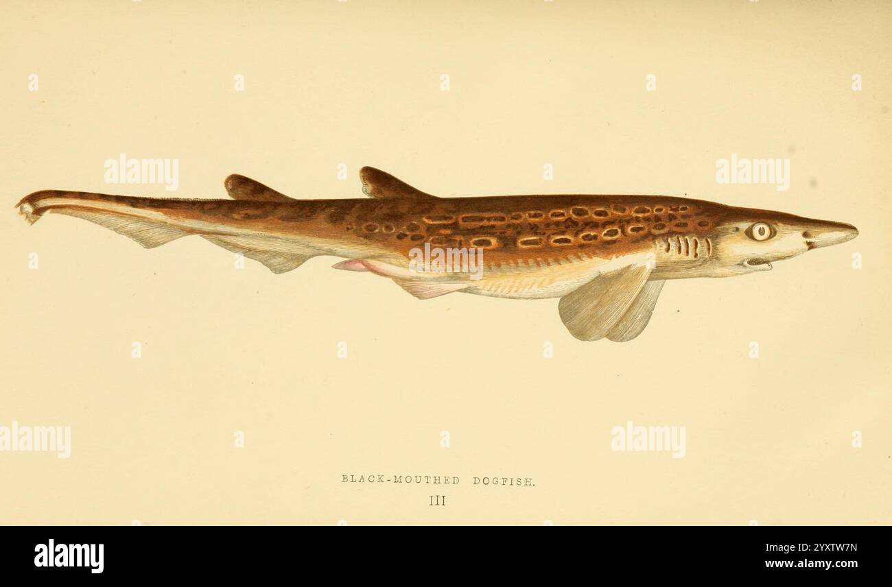 Fascinating elasmobranch hi-res stock photography and images - Alamy