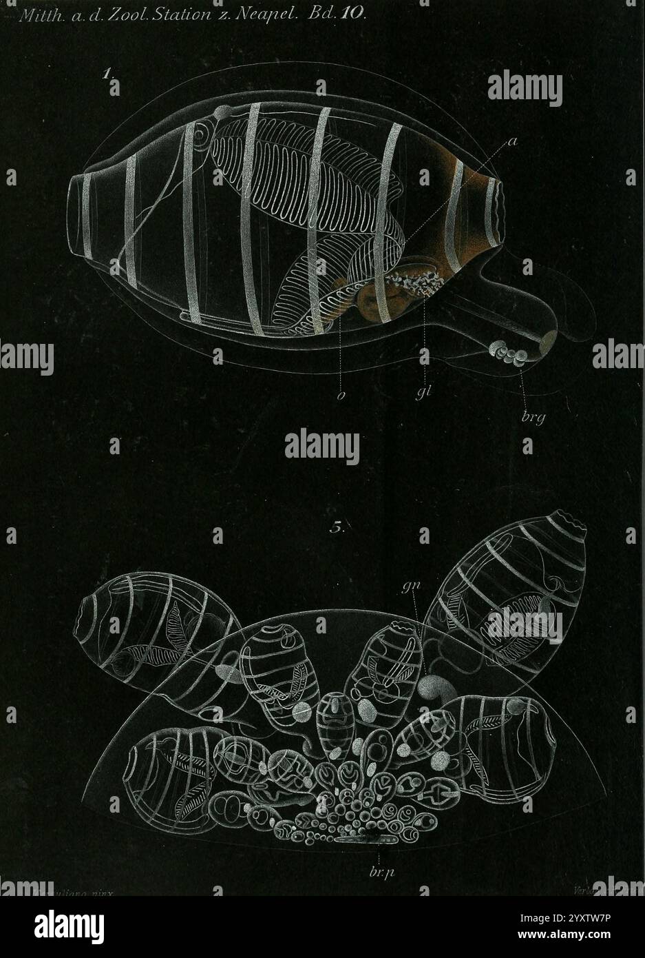 Include comparative anatomy hi-res stock photography and images - Alamy