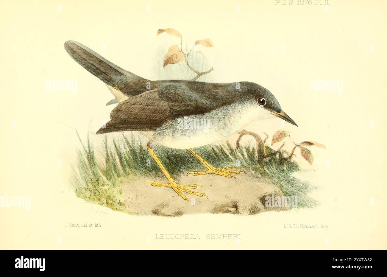 Elongated tail suggest agility hi-res stock photography and images - Alamy