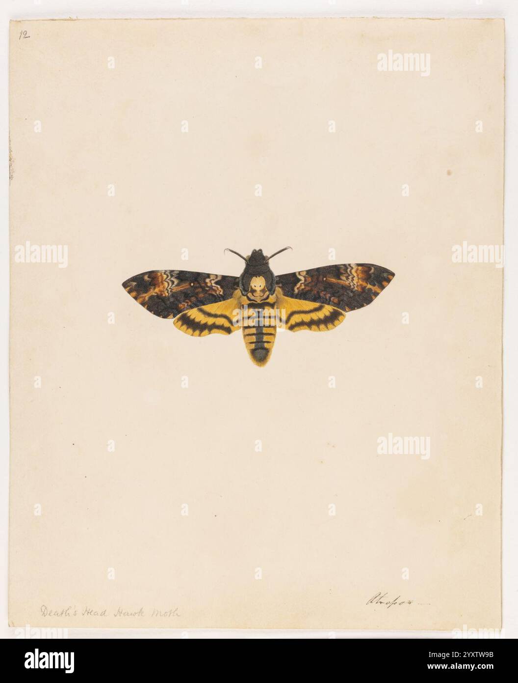 Death Head Hawk Moth - Miss Harris - 84 1931 12 Stock Photo - Alamy