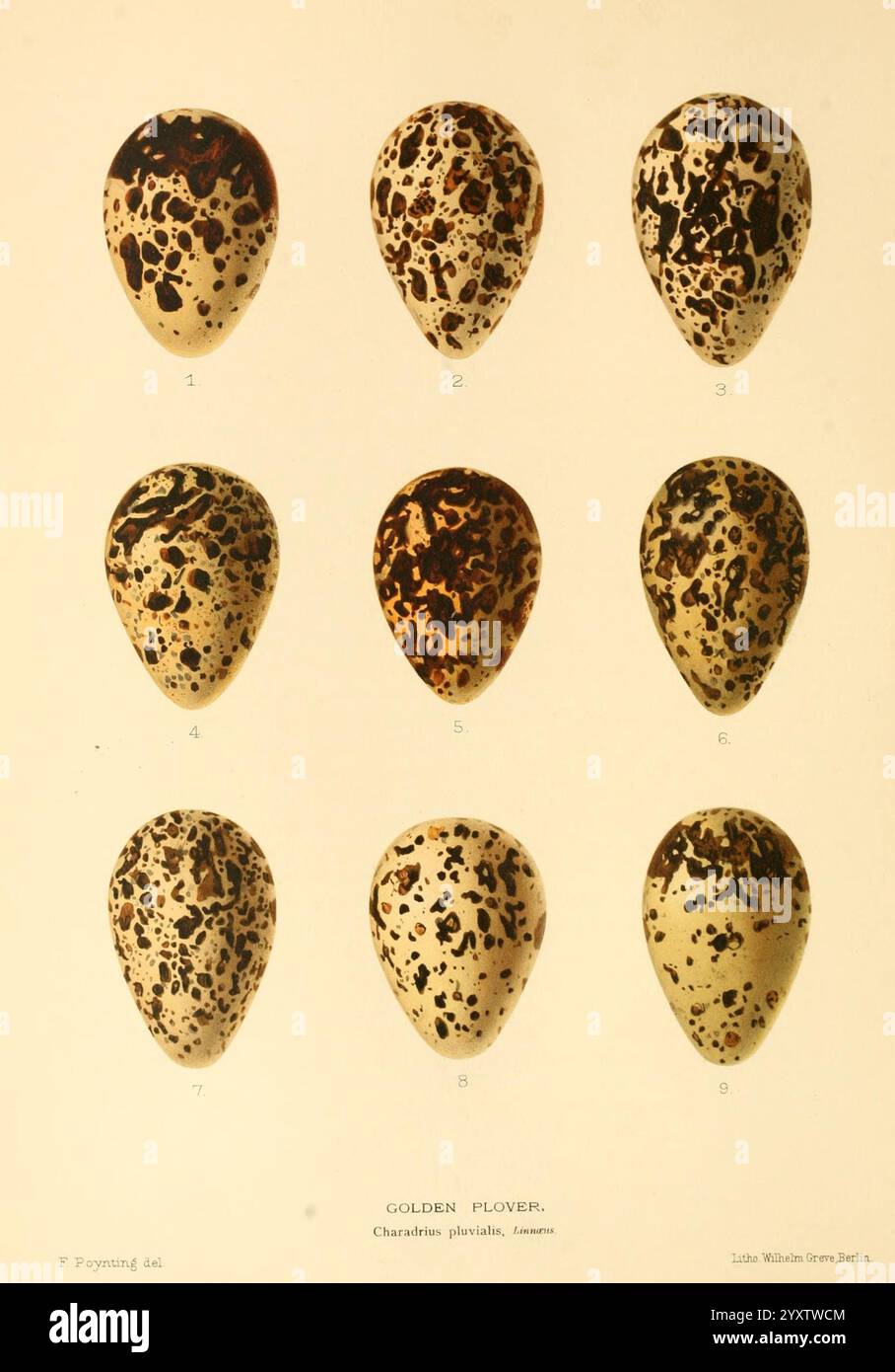 Eggs of British Birds London R.H. Porter 1895-96 Great Britain Birds ...