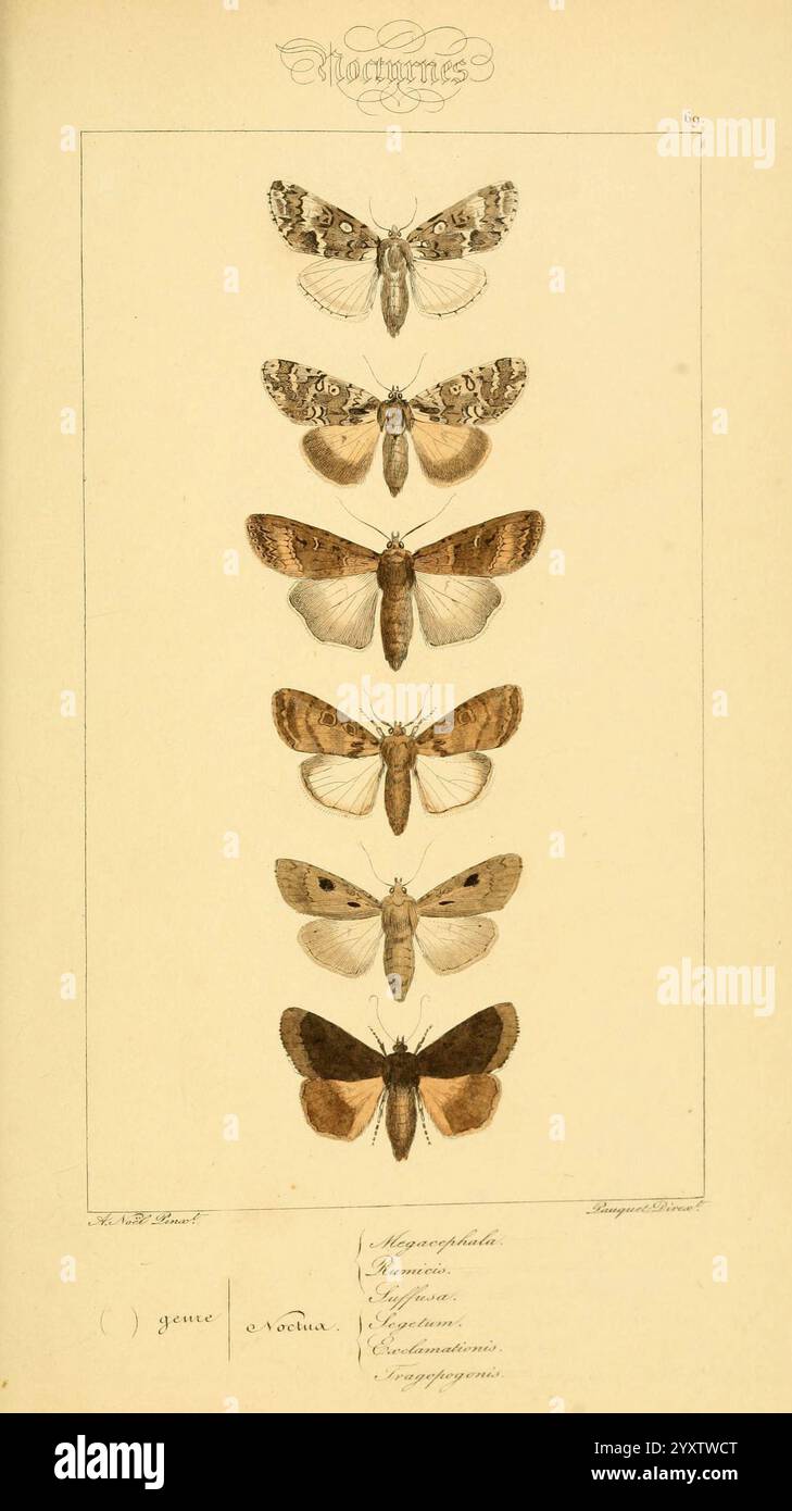 Histoire naturelle des lépidoptères d'Europe, Paris, L. de Bure, 1845 ...