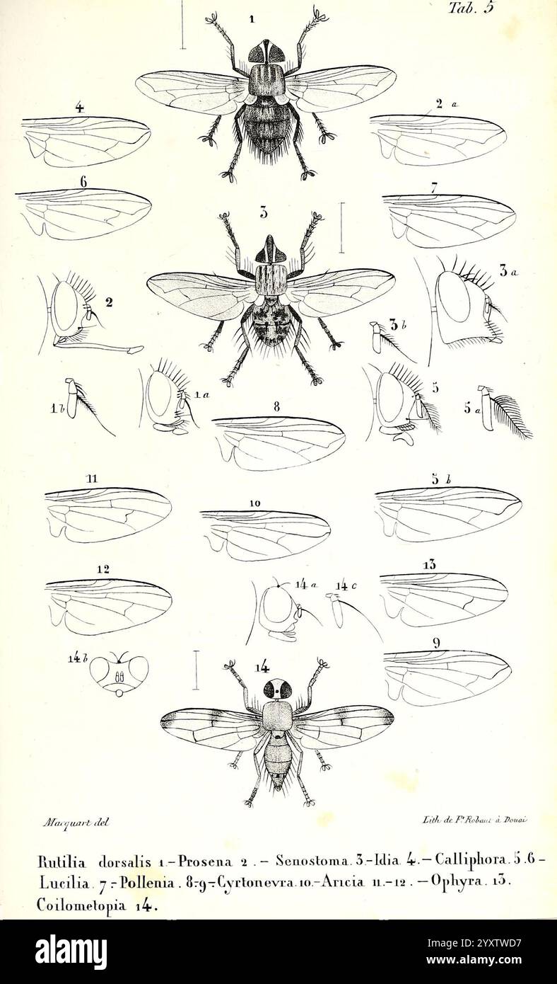 Labeled diagrams depicting hi-res stock photography and images - Alamy