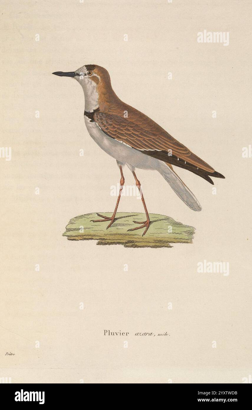 Prominent brown crown hi-res stock photography and images - Alamy