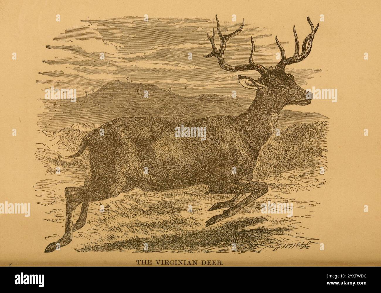 Trappers guide hi-res stock photography and images - Alamy