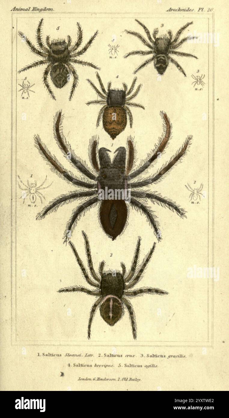 Five different arachnids hi-res stock photography and images - Alamy