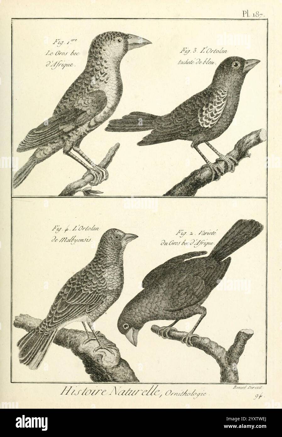 Tableau encyclopédique et méthodique des trois règnes de la nature. A ...