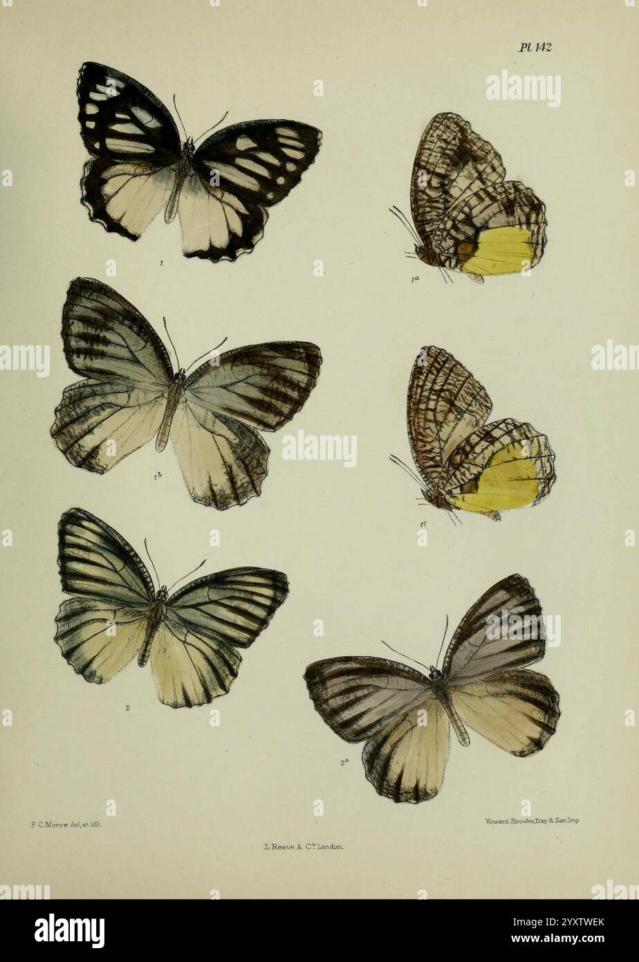 Butterfly showcases unique patterns hi-res stock photography and images ...