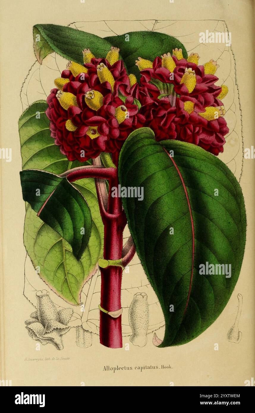 Alloplectus capitatus hi-res stock photography and images - Alamy