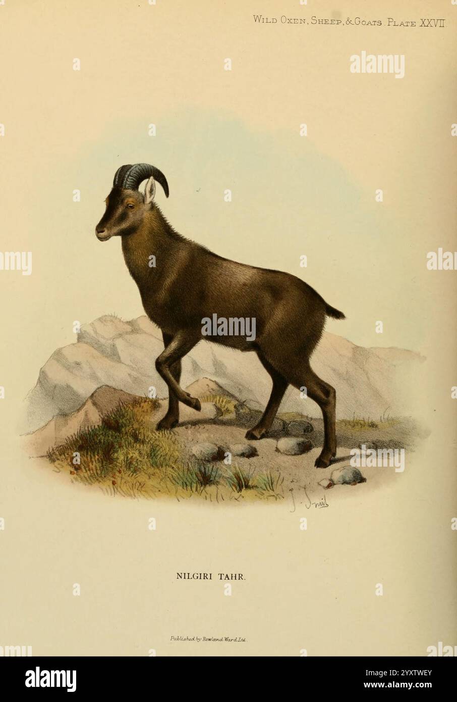 Distinctive mountain goat native hi-res stock photography and images ...