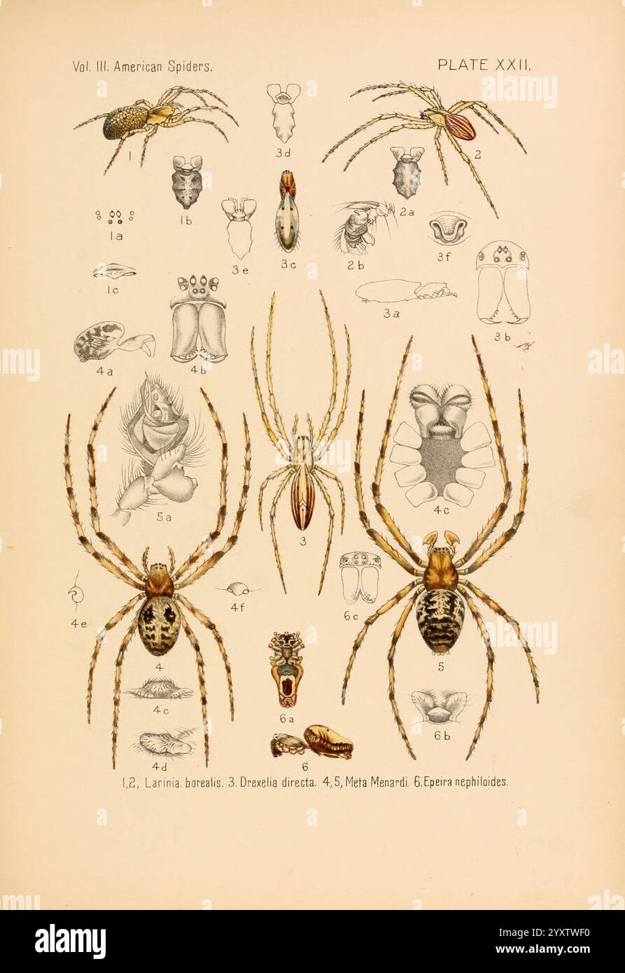 American, spiders, and, their, spinning, work, V, 3, Academy, of ...