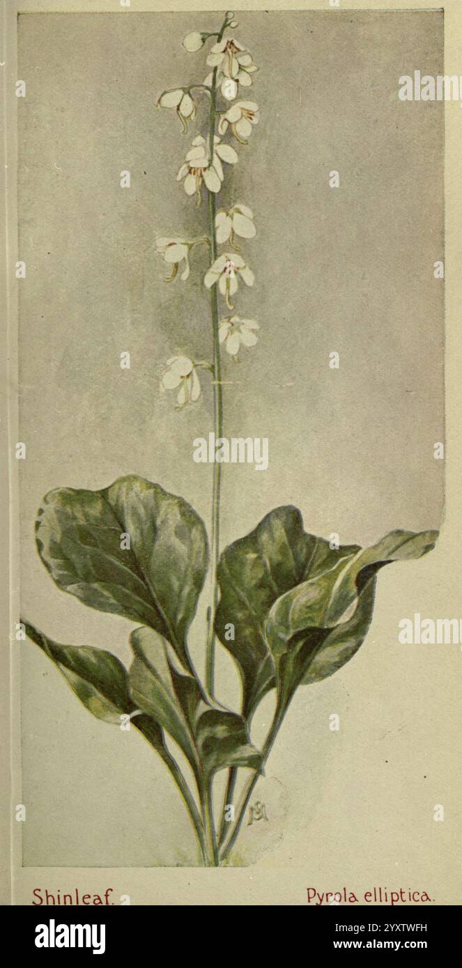 Shinleaf plant hi-res stock photography and images - Alamy