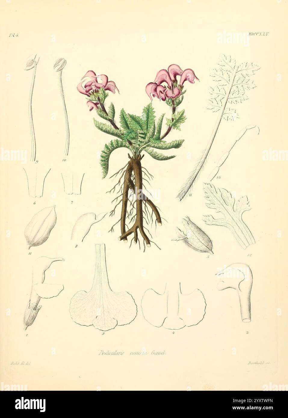 Plant pedicularis comosa hi-res stock photography and images - Alamy