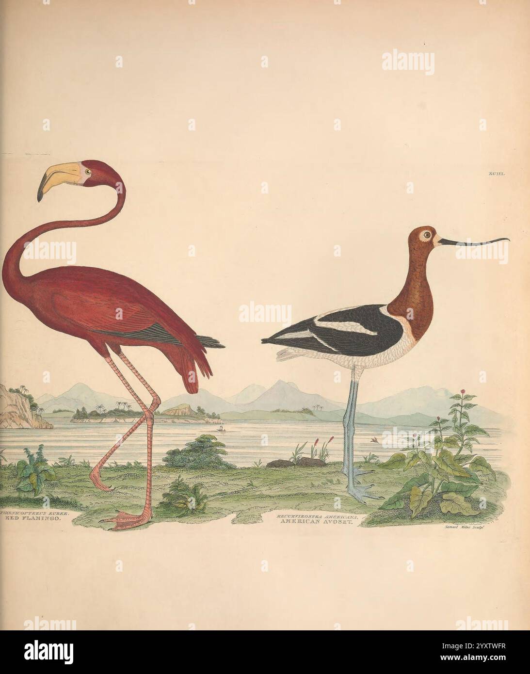 Illustrations of the American Ornithology of Alexander Wilson and ...