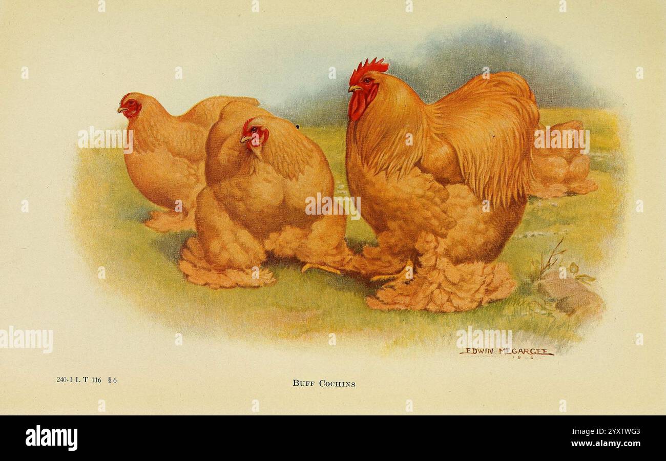 Robust rooster hi-res stock photography and images - Alamy