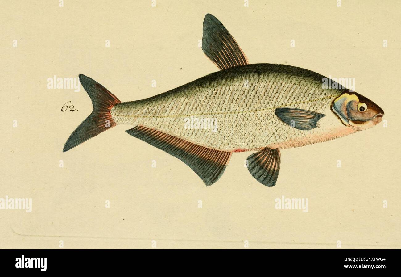 Abbildung, und, Beschreibung, der, Fische, Nürnberg, Samuel ...