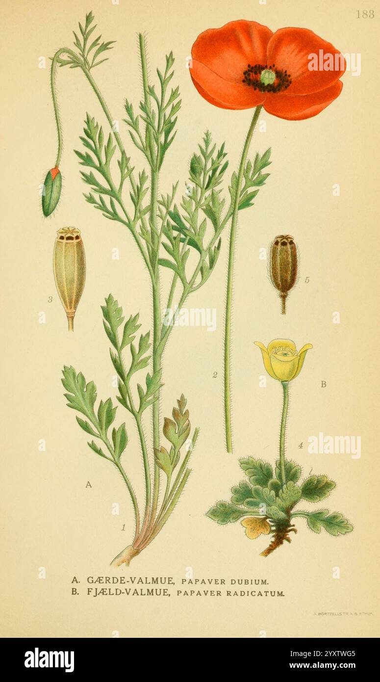 Opium Poppy Flower Anatomy