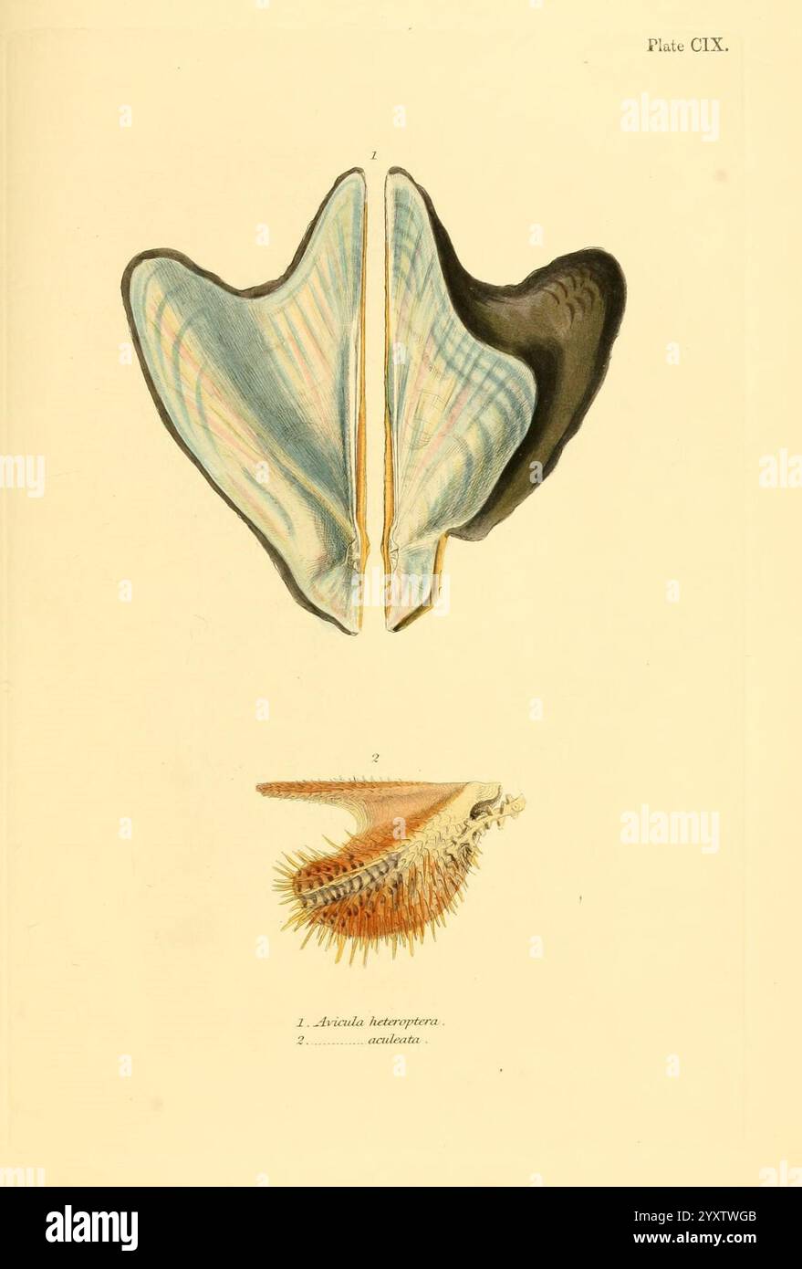 Conchologia systematica, or Complete system of conchology, London ...