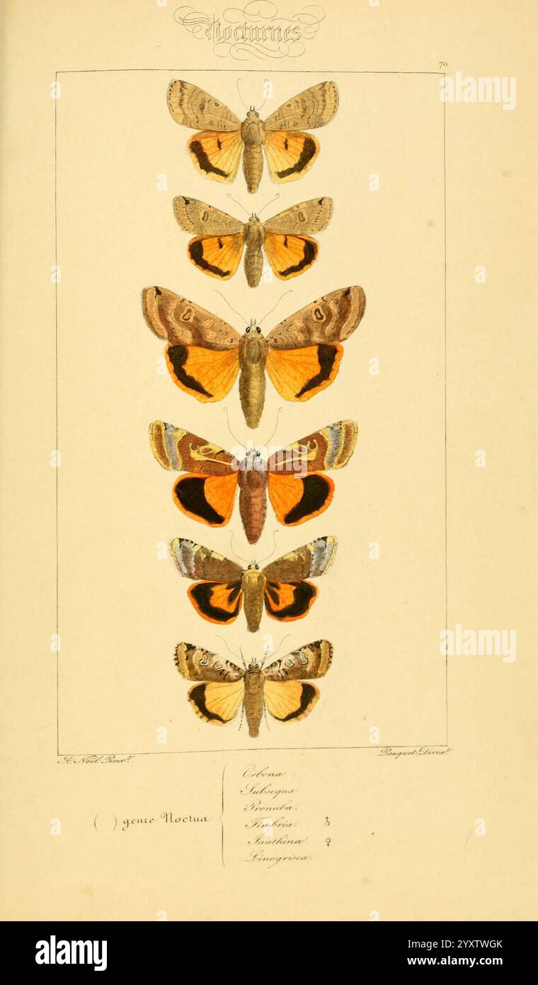 Distinctive markings highlighting hi-res stock photography and images ...