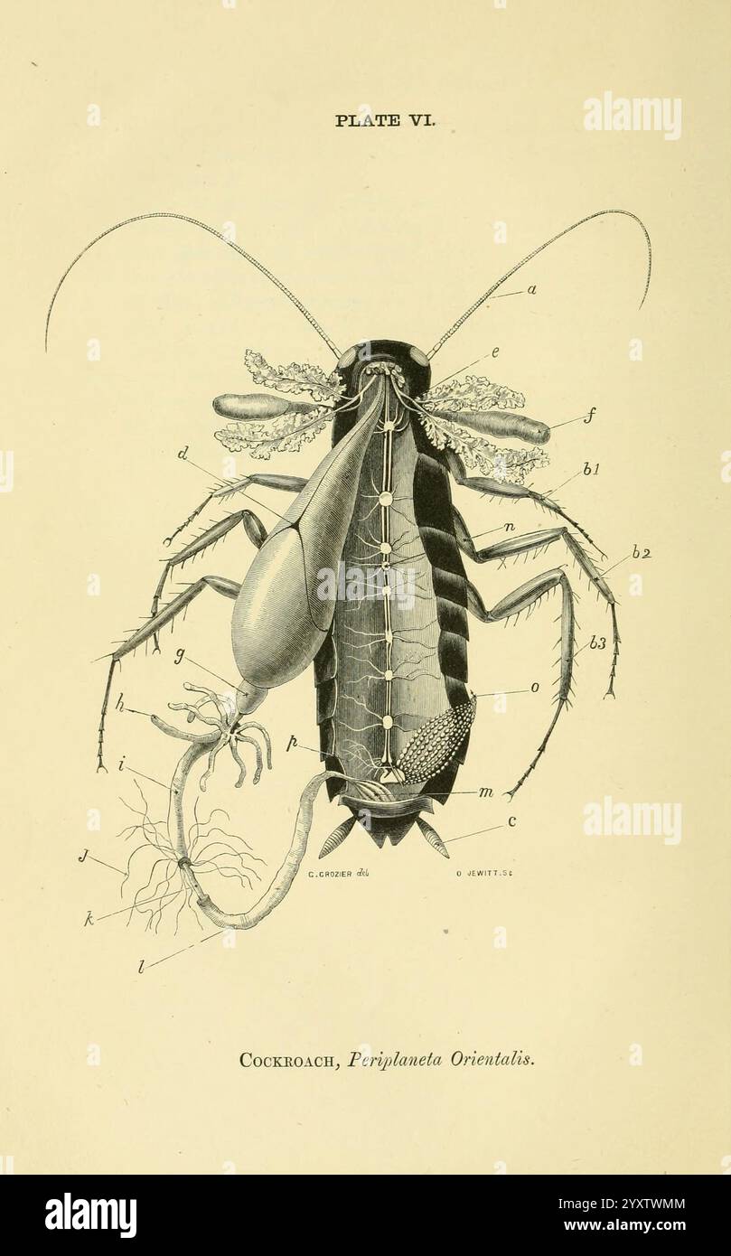 Cockroachs anatomy hi-res stock photography and images - Alamy