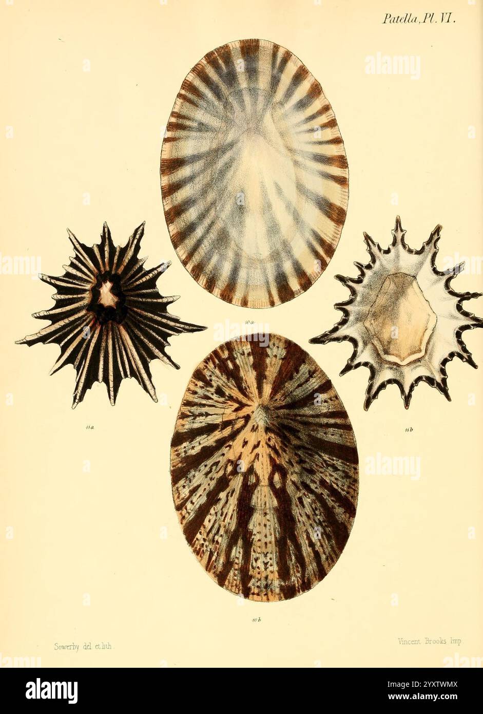 Featuring distinct textures hi-res stock photography and images - Alamy