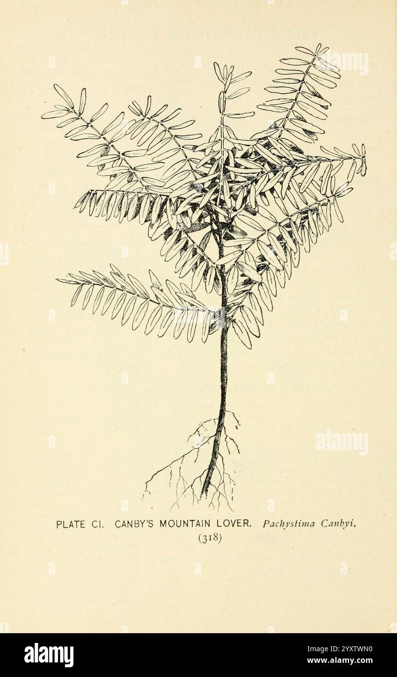 Southern, wild, flowers, and, trees, New York, Stokes, [1901], botany ...