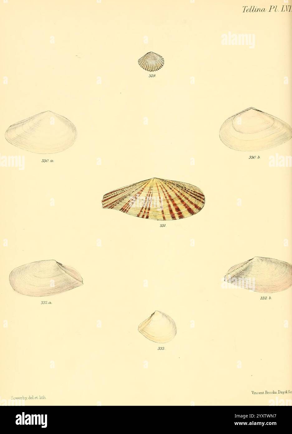 Arrangement features several distinct shells hi-res stock photography ...