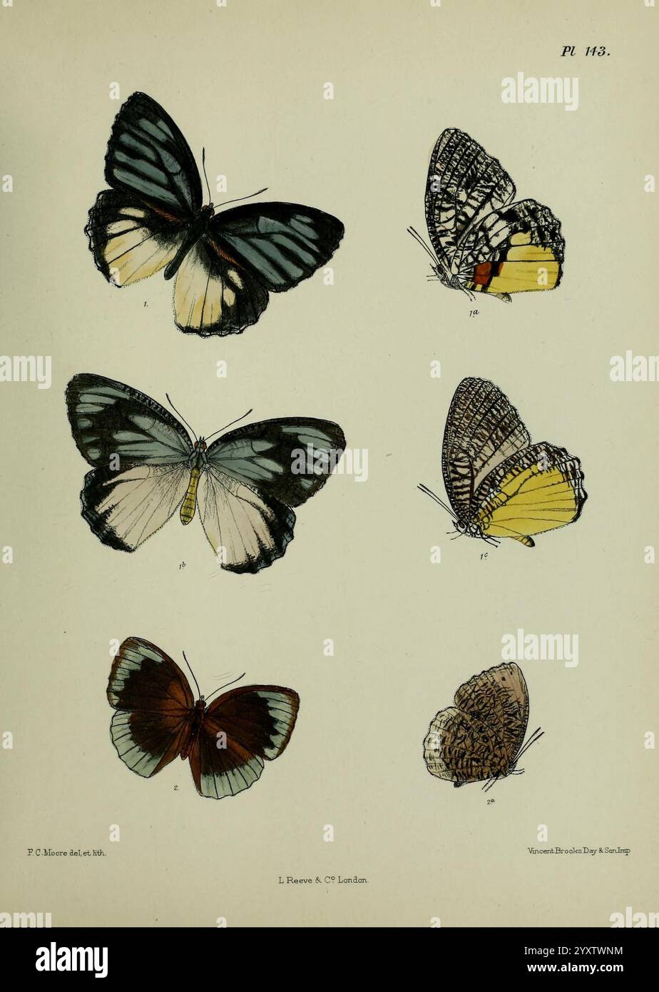 Top row showcases six butterflies hi-res stock photography and images ...