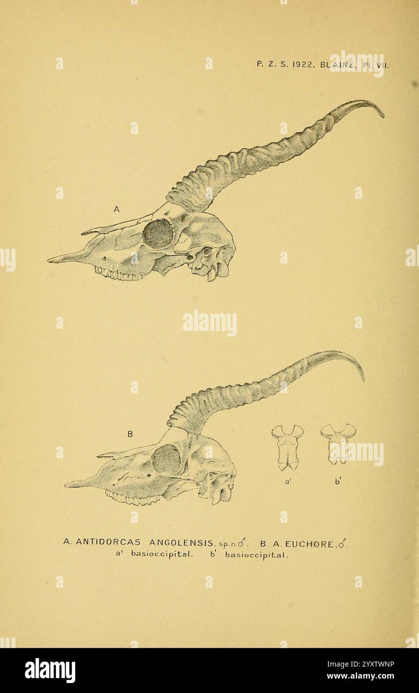 Proceedings of the Zoological Society of London, London, Academic Press ...