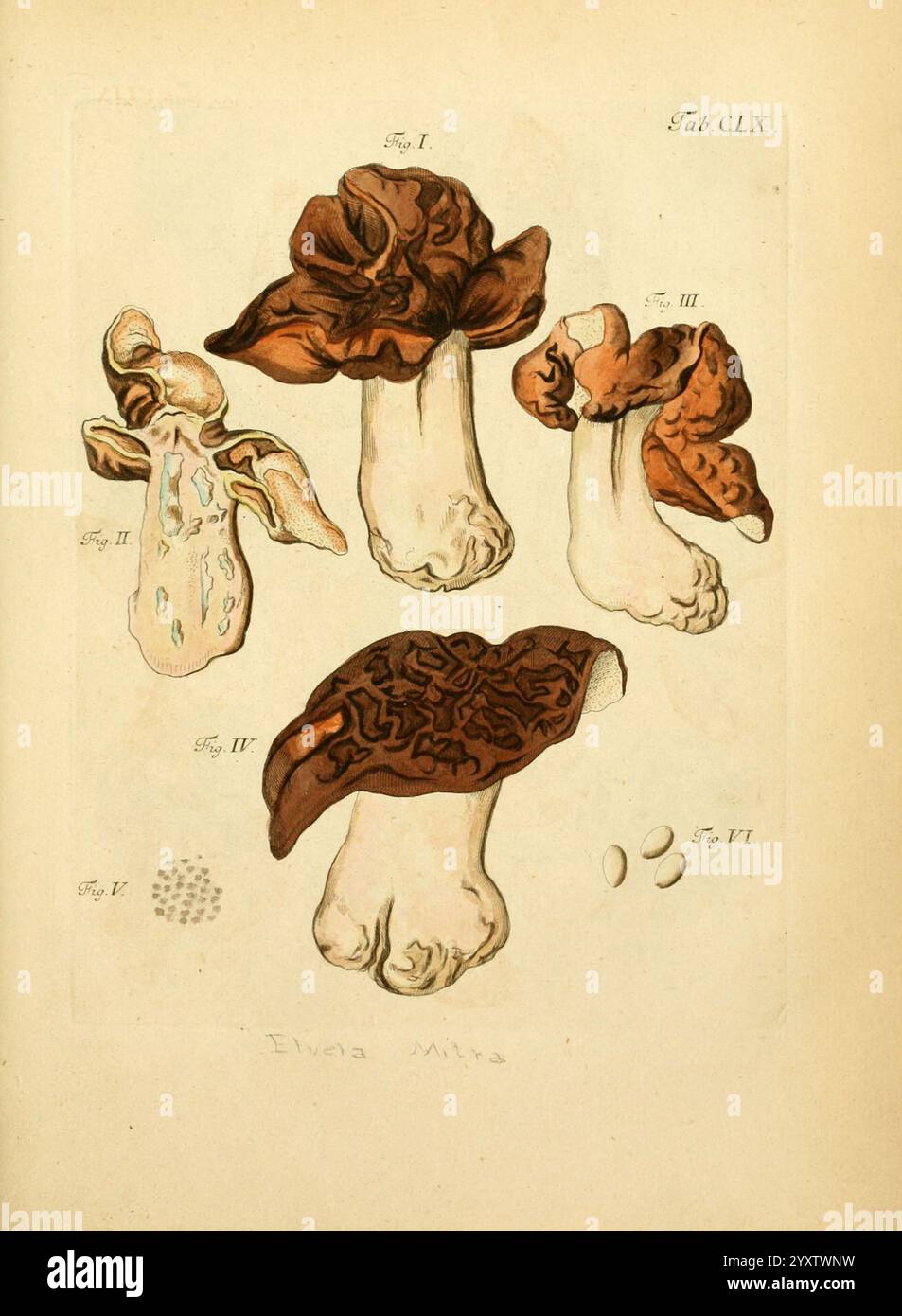 Robust caps hi-res stock photography and images - Alamy