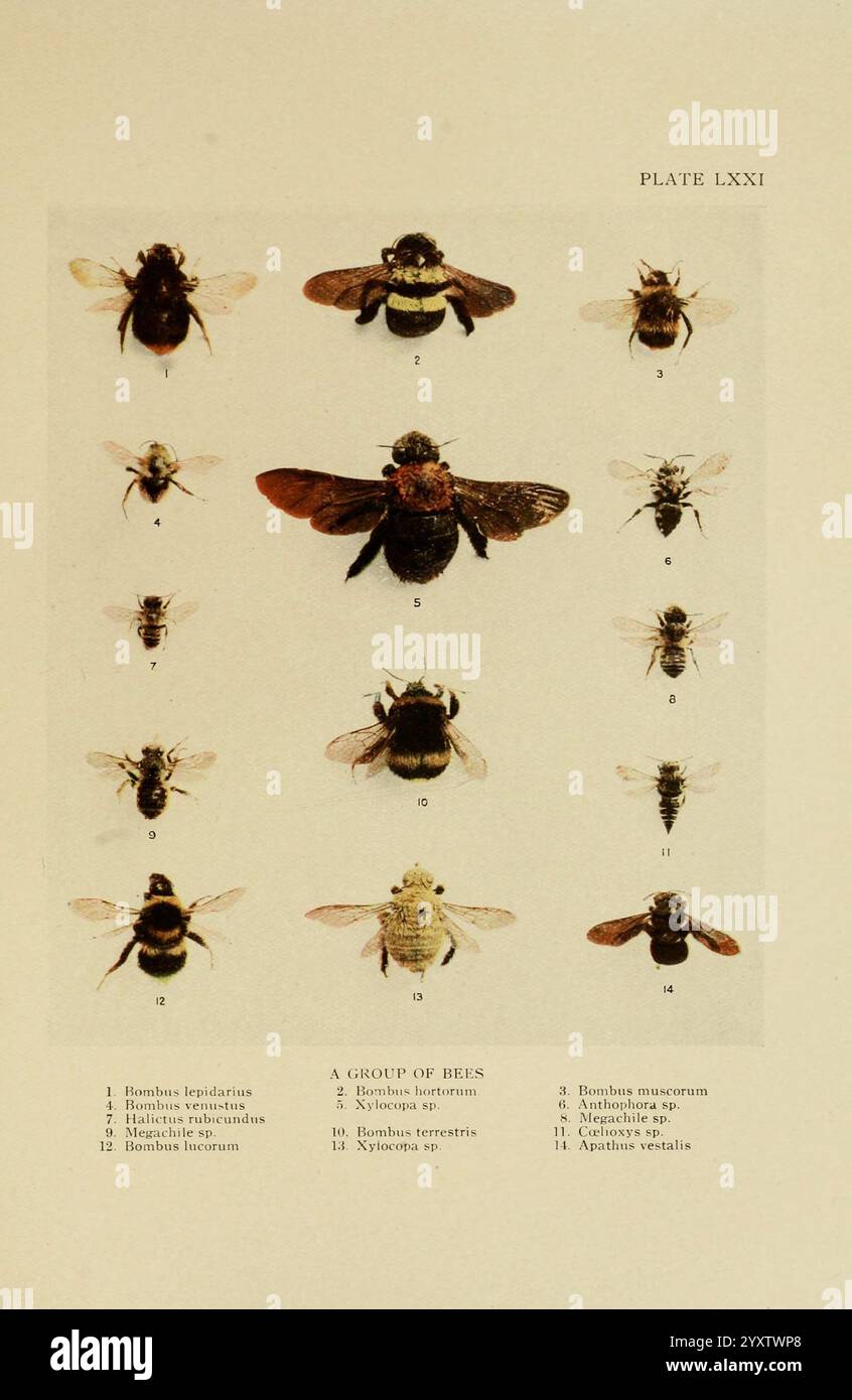 Insect, Life, London, A. & C. Black, Ltd, 1921, Arthropoda, Entomology ...