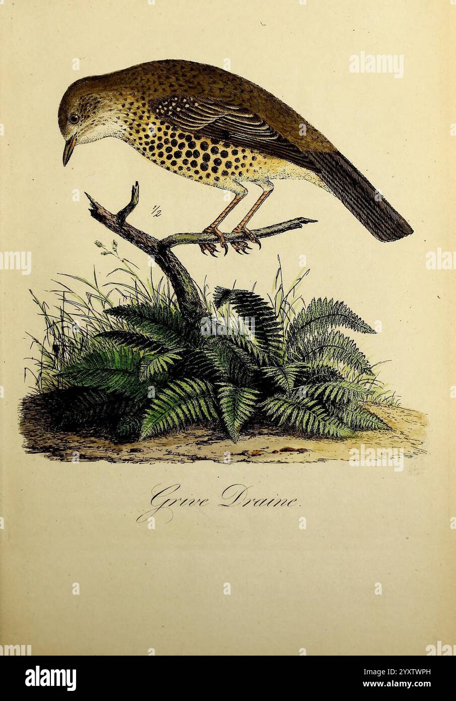 Cursive label identifies hi-res stock photography and images - Alamy