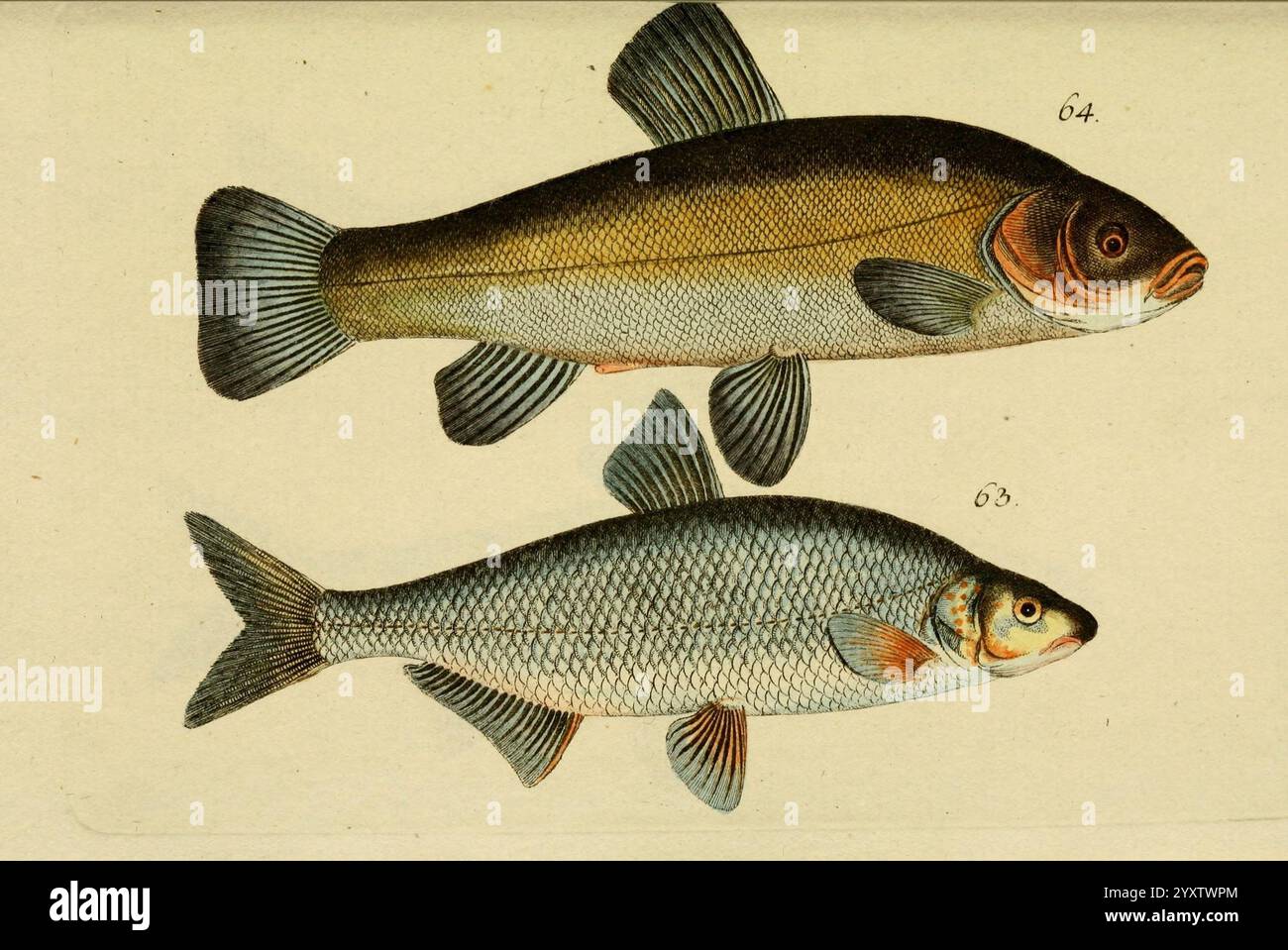 Streamlined fish exhibits hi-res stock photography and images - Alamy