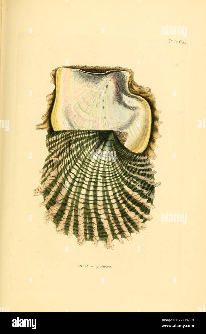 Subtle gradients enhance hi-res stock photography and images - Alamy