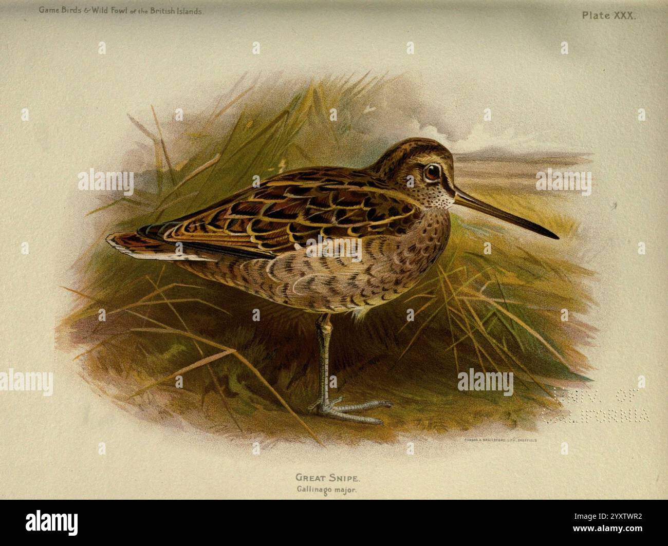 The, game, birds, and, wild, fowl, of, the, British, Islands, Sheffield ...