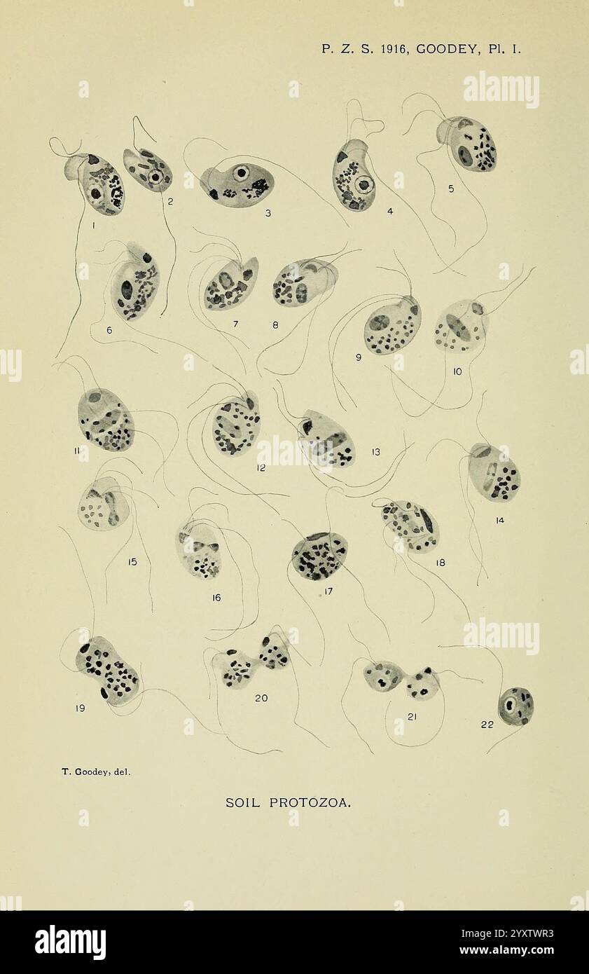 Proceedings of the Zoological Society of London London Academic Press ...