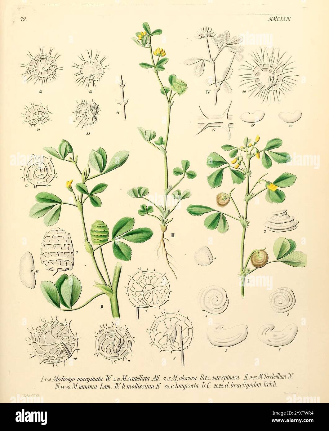 Composition features two primary plants hi-res stock photography and ...