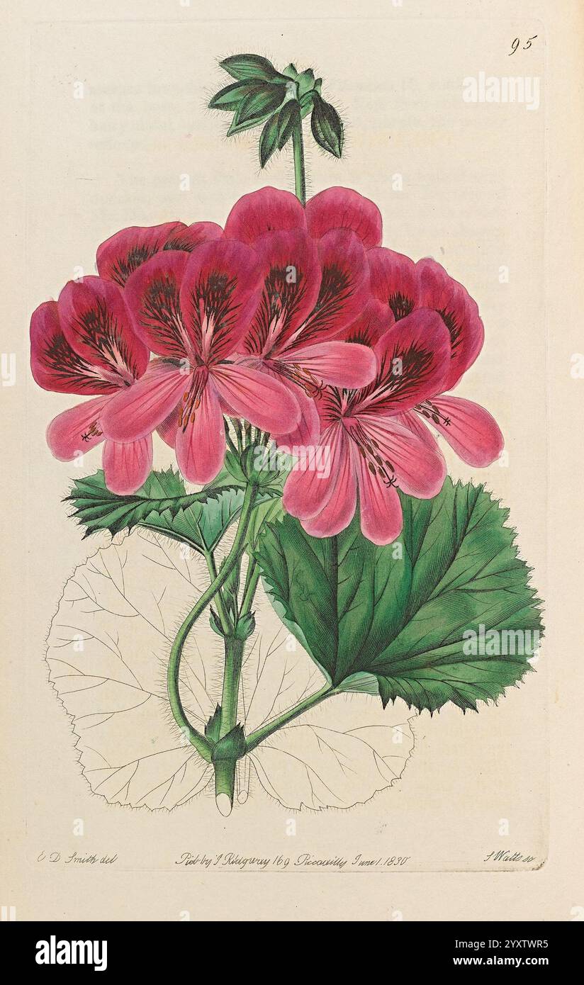 Petal delicately detailed hi-res stock photography and images - Alamy