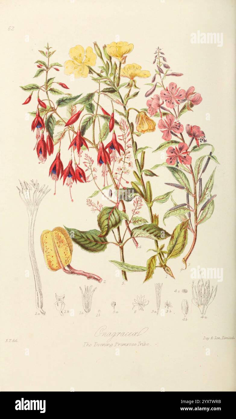 Illustrations of the natural orders of plants with groups and ...