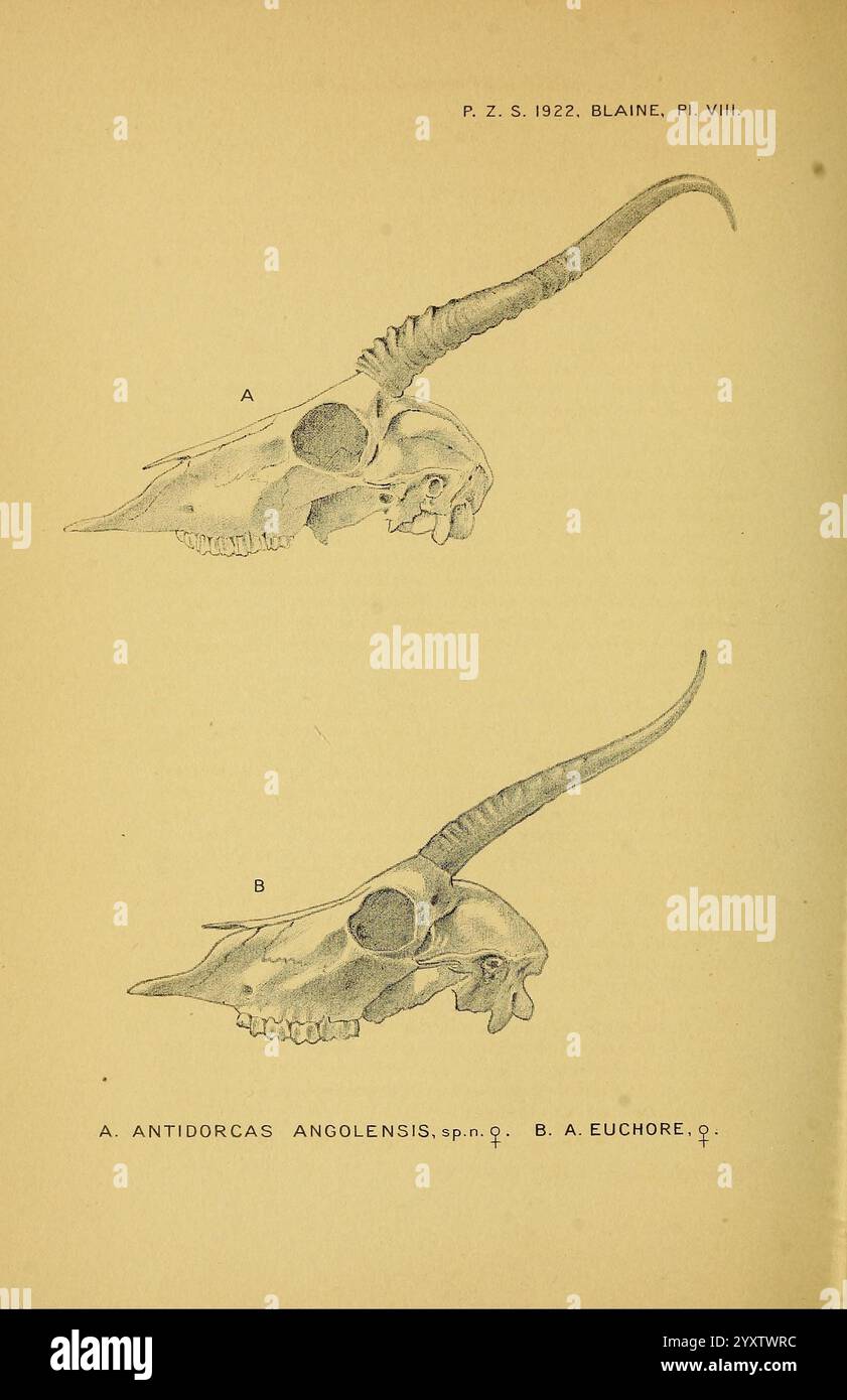 Jawline structures hi-res stock photography and images - Alamy