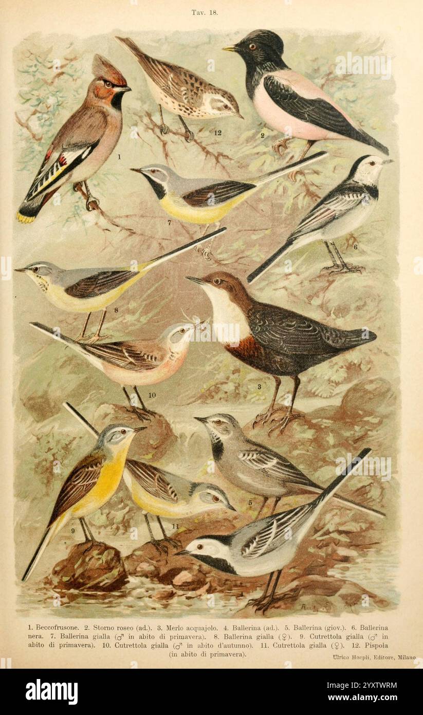 Showcasing different plumage patterns hi-res stock photography and ...