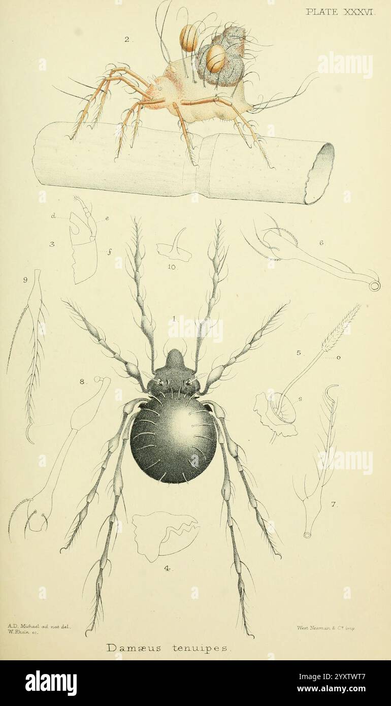 Spiders unique anatomical structures hi-res stock photography and ...