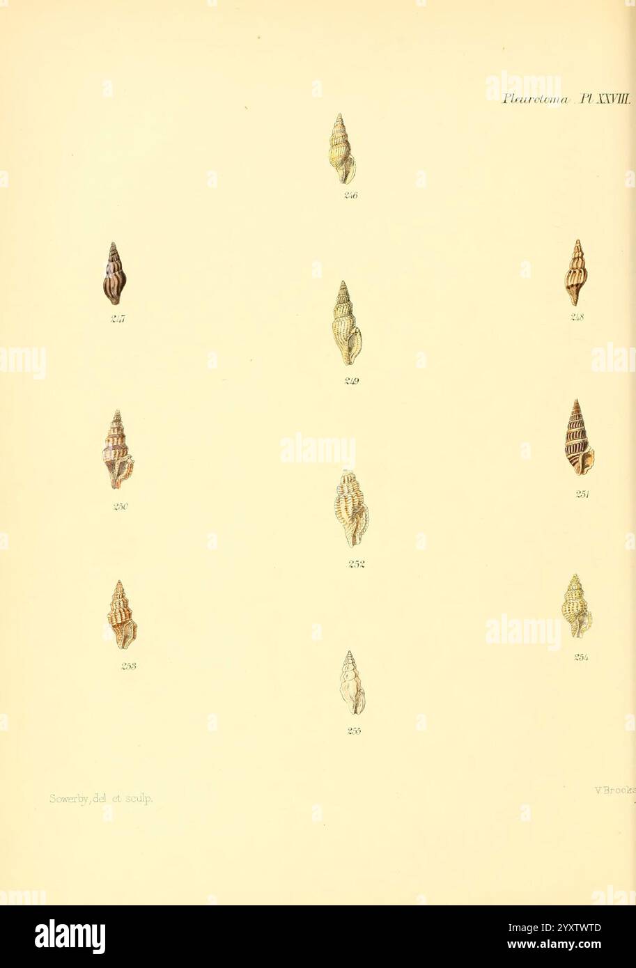 Conchologia iconica, or Illustrations of the shells of molluscous ...