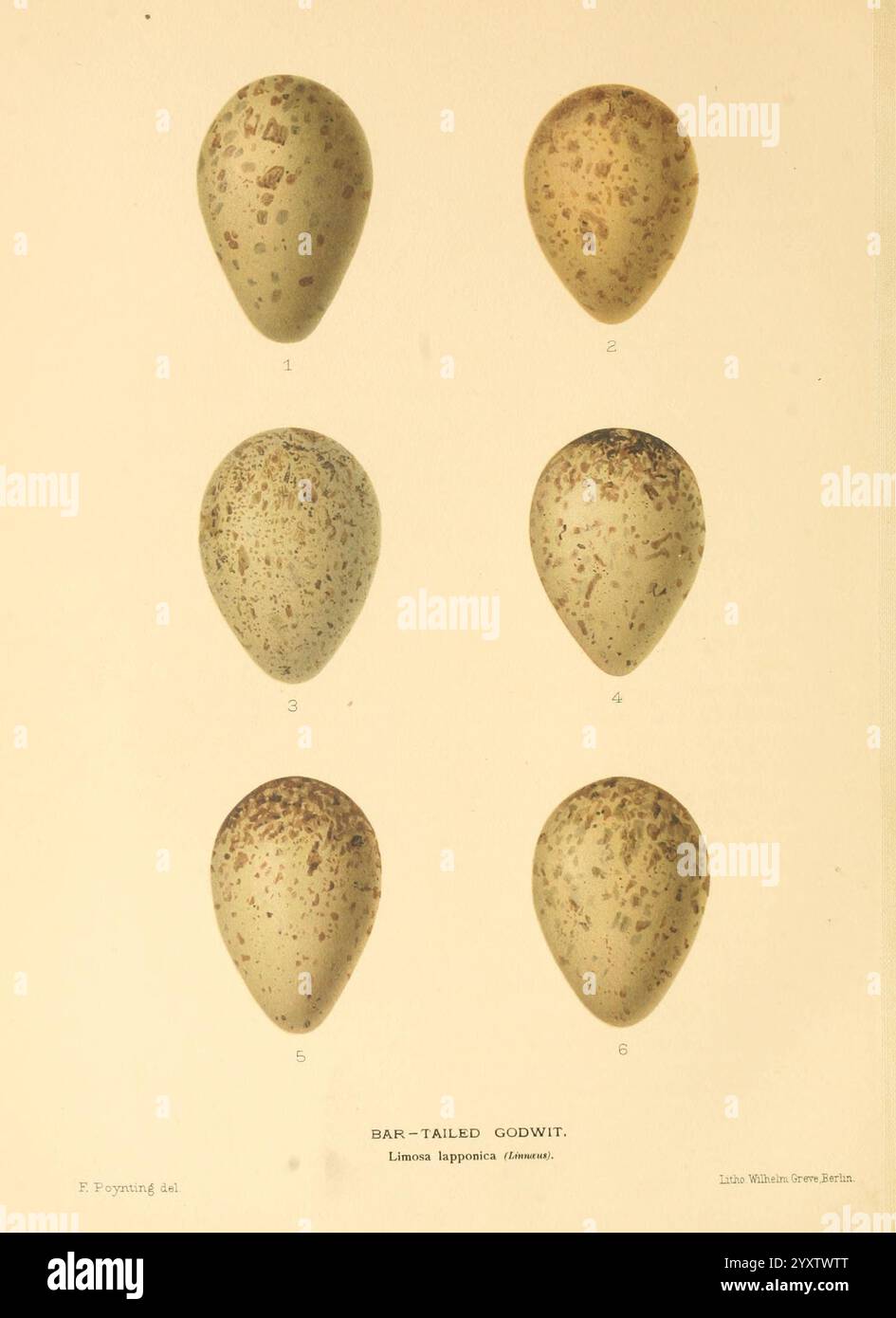 Eggs feature subtle differences hi-res stock photography and images - Alamy