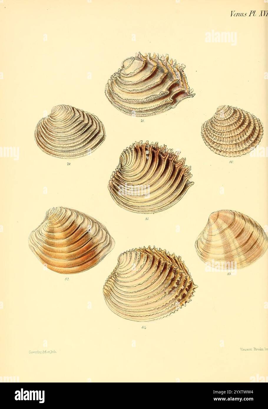 Conchologia Iconica, or Illustrations of the Shells of Molluscous ...