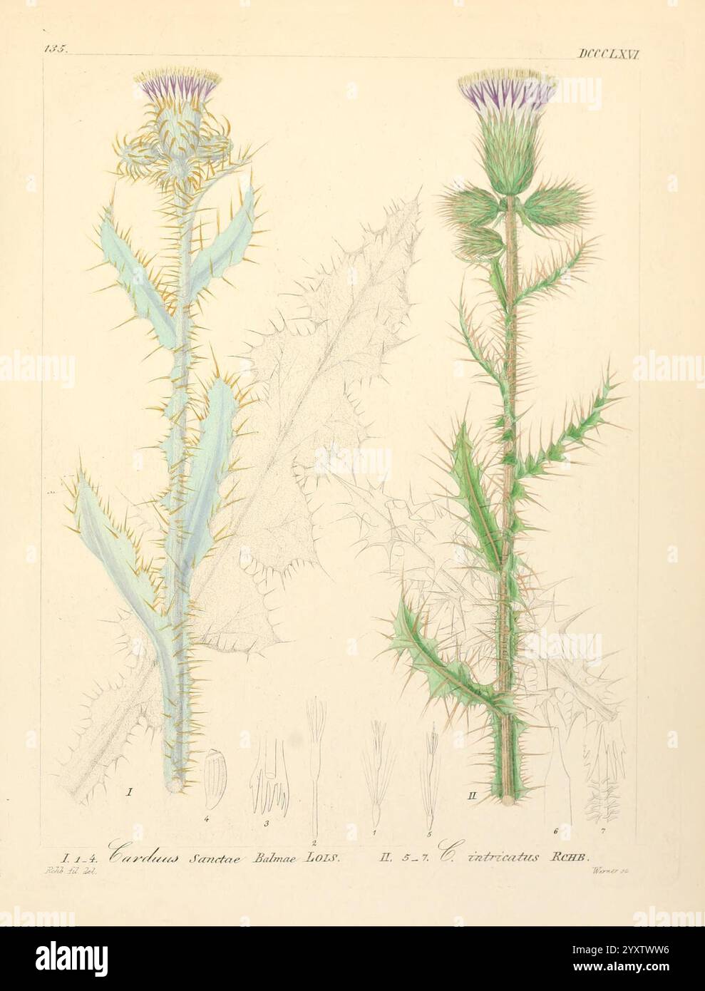 Detailed botanical illustration features two distinct specimens hi-res ...